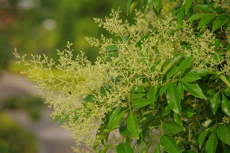 シマトネリコ樹木図鑑ふなばしアンデルセン公園