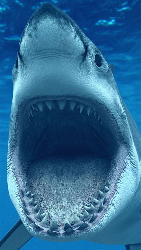 Tiburón Blanco Fondo De Pantalla 4k Para Celular Móvil Y Iphone Id11912