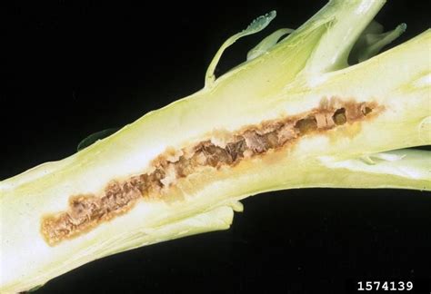Calcium And Boron Deficiencies In Brassica Crops Weekly Crop Update