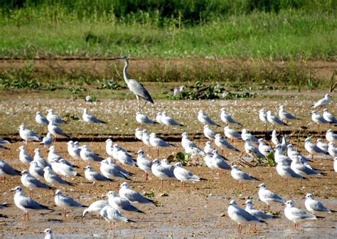 မိုးညှင်းမြို့နယ်ရှိ အင်းတော်ကြီးအိုင်နှင့်ဆက်စပ်ရေဝပ်ဧရိယာအတွင်း ကျက