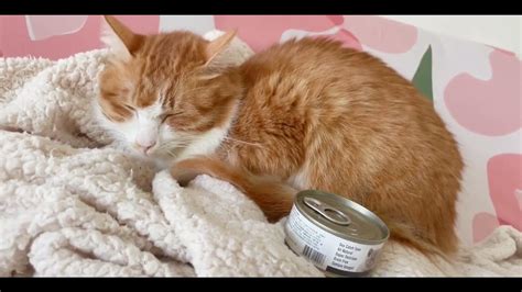 一天一个挨打小技巧 Youtube