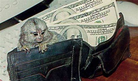 ველური ბუნების 5 ყველაზე პატარა წარმომადგენელი