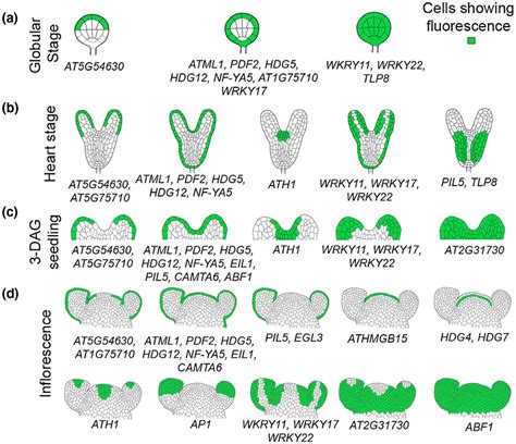 Schematic Drawings Of Expression Patterns Captured For Epidermal And