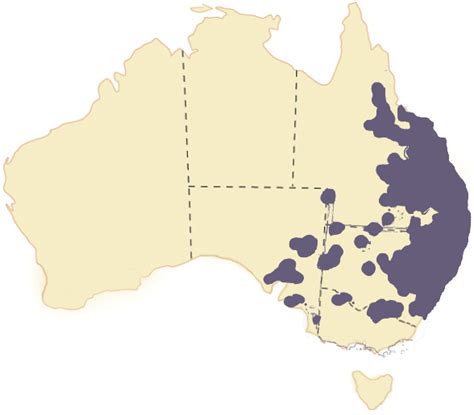 Purple Wiregrass Aristida Personata Native Seeds