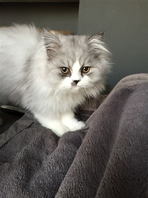 Doll Face Persian Kittens Reviews Emilys Experience