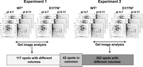 Experimental Design Of Proteomics Analysis Two Separate Experiments Download Scientific