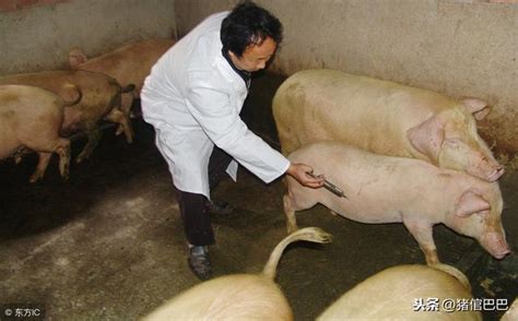 給豬打針有風險，一不留神可能導致死亡 每日頭條