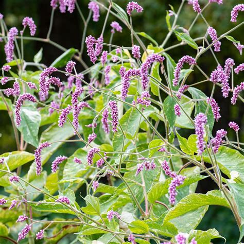 Photo Of The Entire Plant Of Variegated Kiss Me Over The Garden Gate