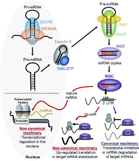 The Biogenesis And The Canonical And Noncanonical Functional Machinery Download Scientific