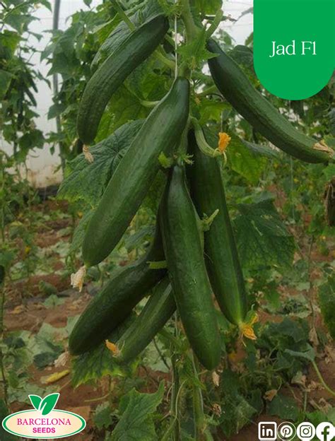 Jad F1 Barcelonaseeds