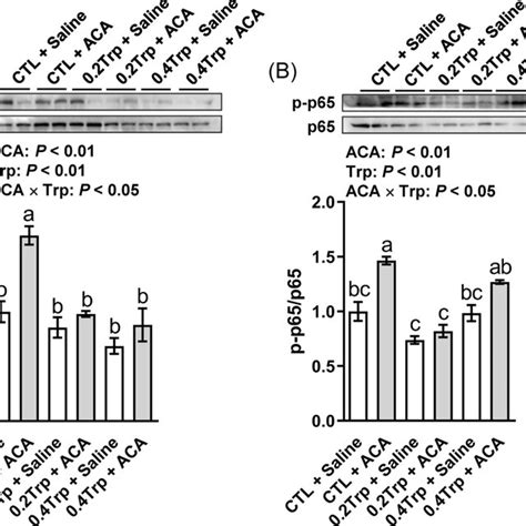 effect of excessive dietary trp and acetate treatment on protein