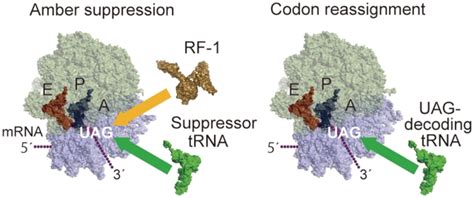 Amber Suppression And The Complete Reassignment Of The Uag Triplet From Download Scientific