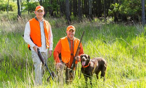 Male Vs Female Labrador Scientific Insights