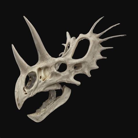 Fossil Majesty Download Free 3d Models Generated With Meshy Ai By