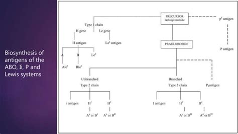 Red Cell Antigens And Functions Pptx