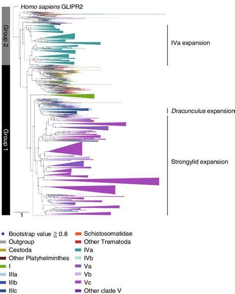 Distribution And Phylogeny Of Scp Taps Genes A Maximumlikelihood Download Scientific Diagram