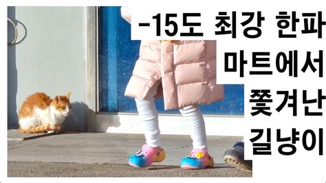 영하15도 최강 한파에 마트에서 쫓겨나는 길냥이 Youtube