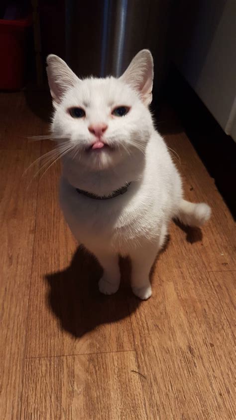 Neighbourhood Kitty Blep Scrolller