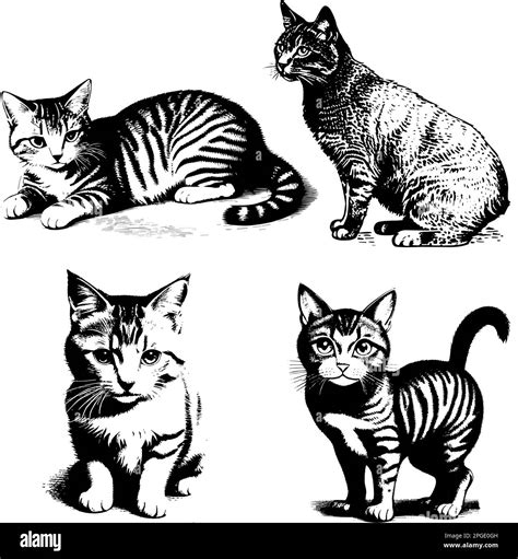 Vector Image Of Cats Vintage Illustration Of Kittens Stock Vector
