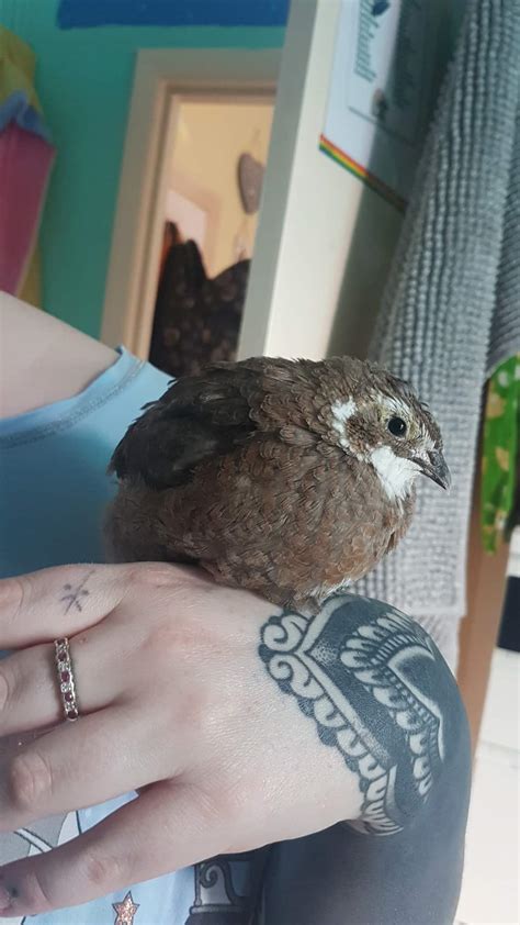 Can Anyone Help Sex This Quail Rquails