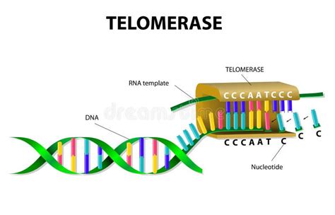Telomerase Elongates Telomere Stock Vector Illustration 37062333