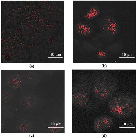 Step By Step To Show How To Perform A Duolink® Proximity Ligation Assay Download Scientific