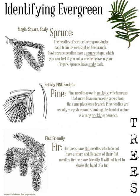 Evergreen Identification