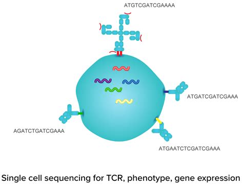 Tcr T疗法升温，看国内外新锐企业如何打破tcr T困局