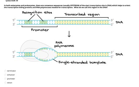 Solved What Is The Shared Consensus Site Found In The