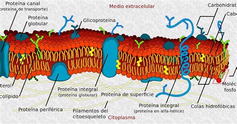 Biología De Nuestro Cuerpo Membrana Plasmatica