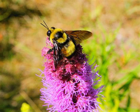 Hard Times For Bumble Bees And How To Help Digging In The Driftless