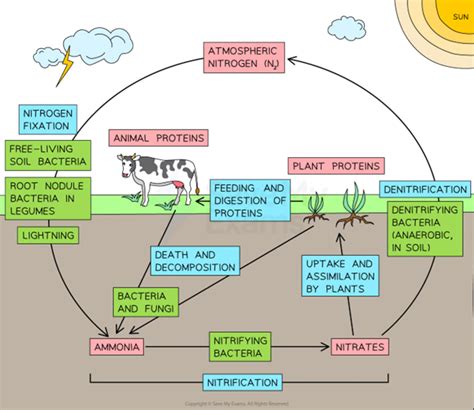 The Nitrogen Cycle In GCSE Biology