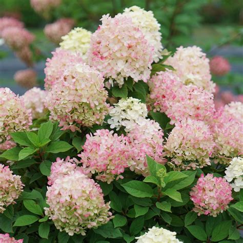 Hydrangea Paniculata ‘smnhpk Fire Light Tidbit® Pp32512 Piedmont