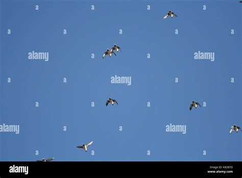 Bird Picture Still Working Entering Info More Details Coming Up