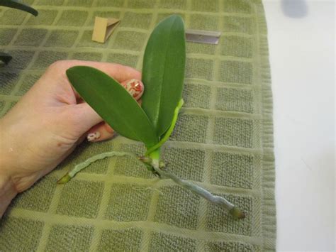 What Does An Orchid Flower Bud Look Like At Shanna Gaiser Blog