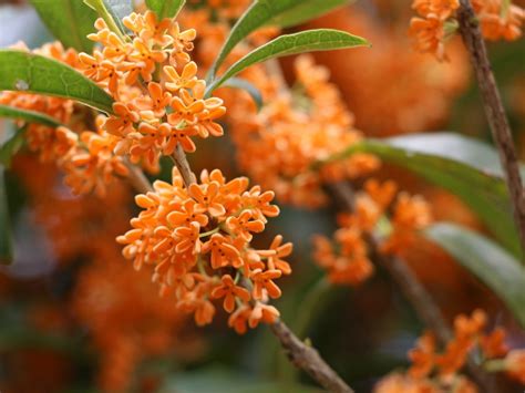 キンモクセイの植え付け・植え替えに適した土の作り方 Gardenstory ガーデンストーリー