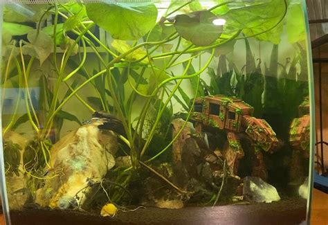 Added Guppies Yesterday And So Much More Animation R Plantedtank