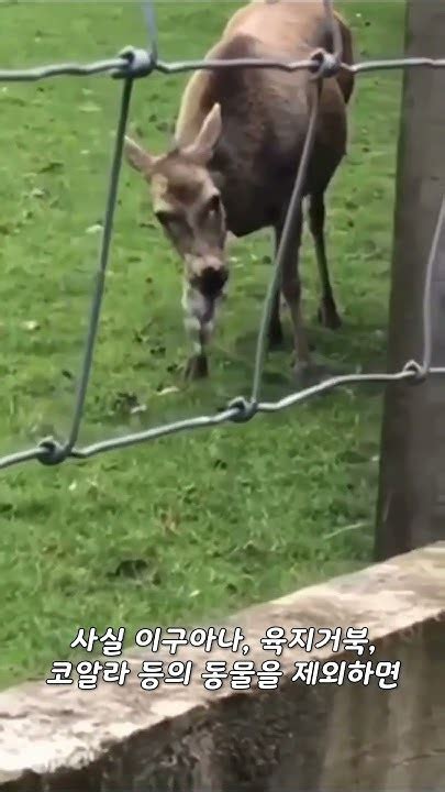 사슴이 뱀을 통째로 잡아먹는 영상 Youtube