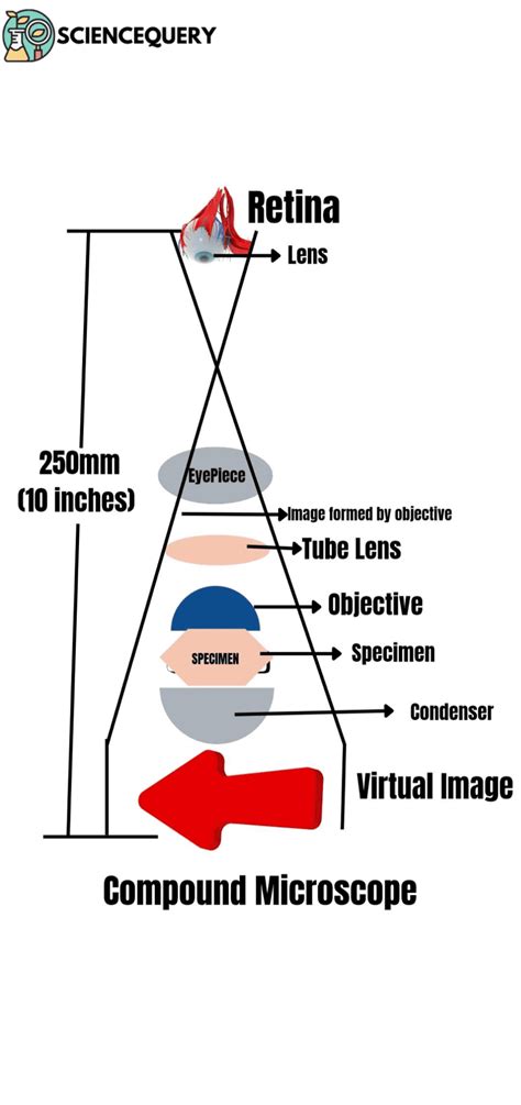 Bright Field Microscope Sciencequery