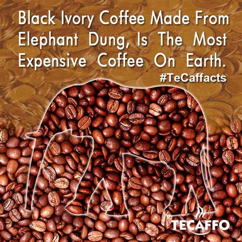 Worlds Most Expensive Coffee Made From Elephant Dung