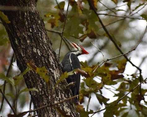 A Pileated Woodpecker Spotted At James Allen Park The Largest Species