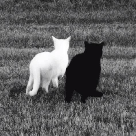 Black And White Duo Matching Pfp Black And White Cats Duos White And