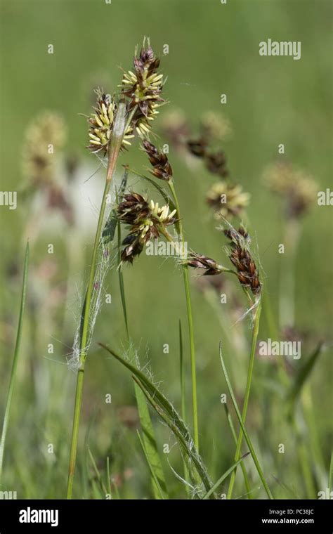 Field Woodrush Or Good Friday Grass Luzula Campestris A Weed Rush