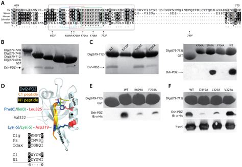 The Dsh Pdz Domain Binds A Conserved Internal K K X X X φ Ligand Motif