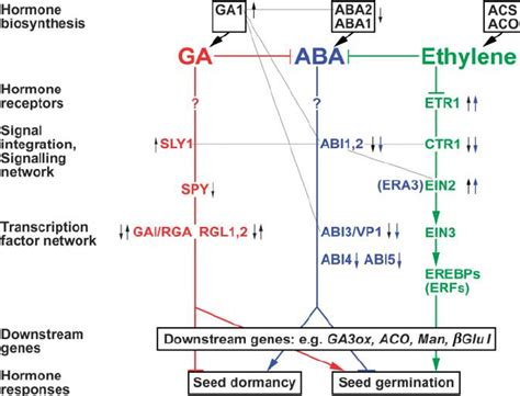 The Abscisic Acid Aba Pathways Affecting The Heat Response In Plants