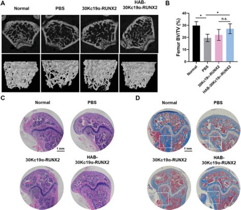 Bone‐targeted Delivery Of Cell‐penetrating‐runx2 Fusion Protein In Osteoporosis Model Pmc