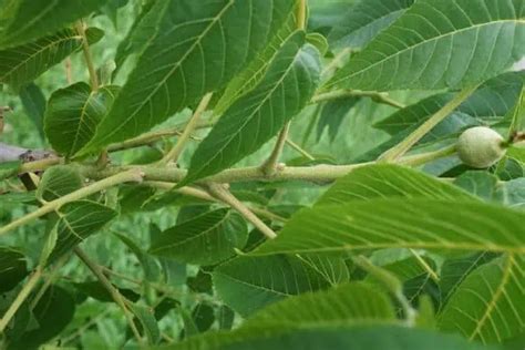 Edible Native Nut Trees That Grow In Virginia