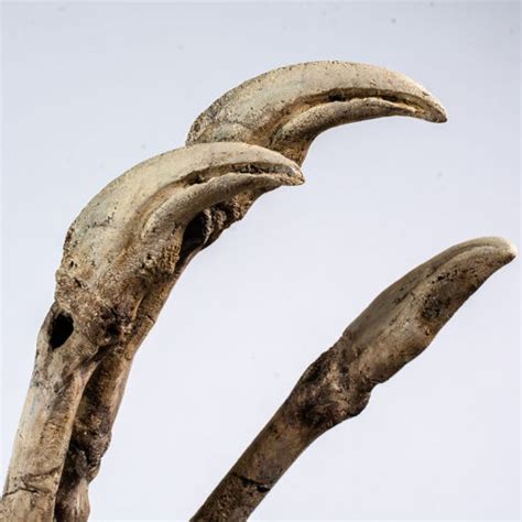 Dinosaur Arm Gallimimus The Natural Canvas