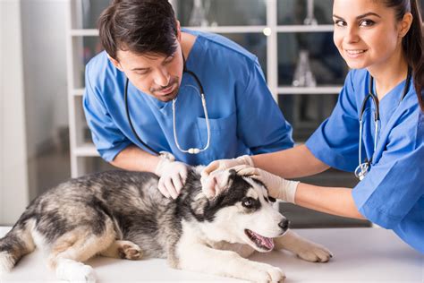Learn About Ichs Veterinary Assistant Va Program Integrity College Of Health