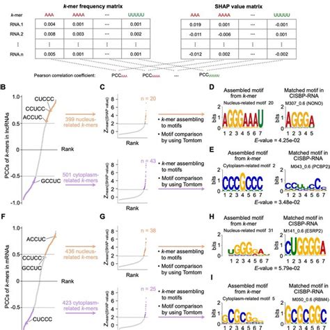 Identification Of Localization Associated Rna Binding Proteins For